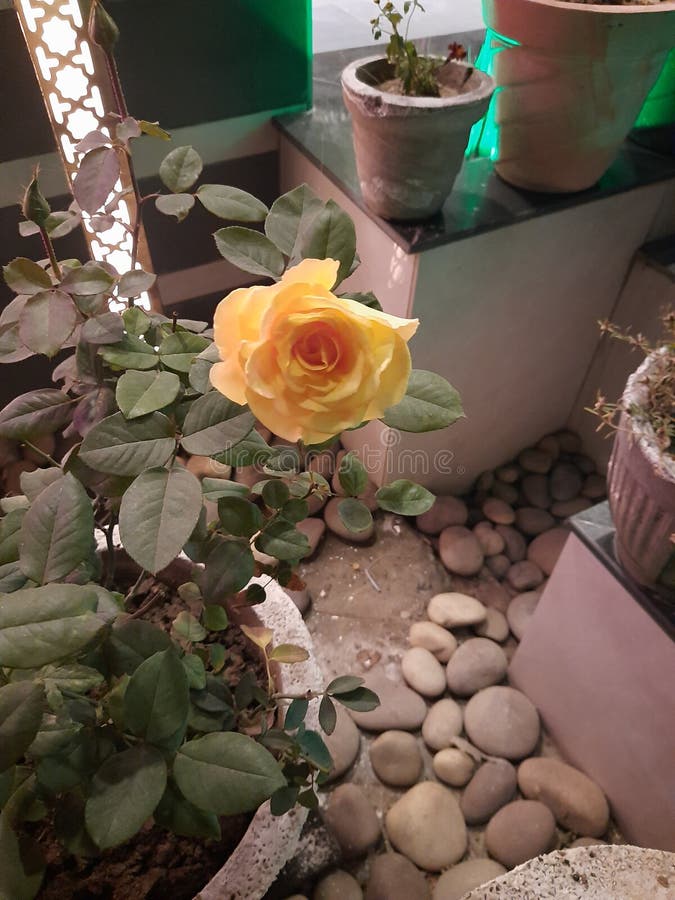 Yellow Rose Flower Having Beautiful Light Effect Stock Photo - Image of ...
