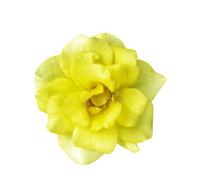 Yellow Rose Flower Isolated Stock Image - Image of blooming, plant ...