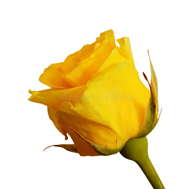 Yellow rose flower stock photo. Image of card, flower - 47549386