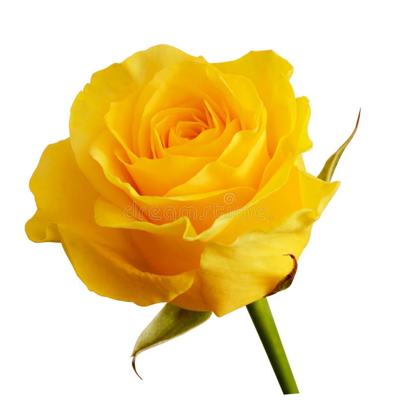 Yellow Rose Flowers in a Corner Arrangement Stock Photo - Image of ...