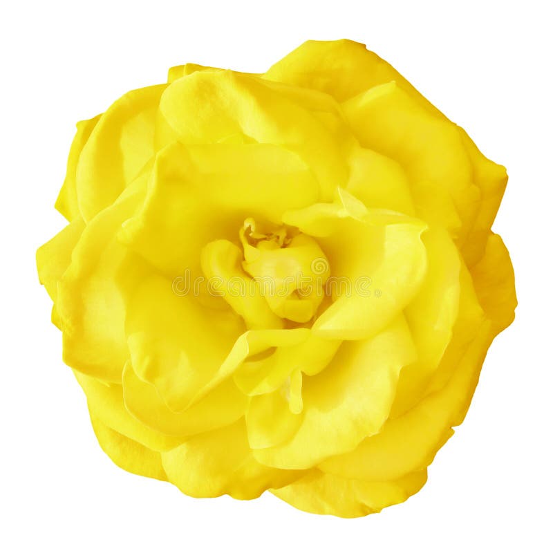 Yellow rose flower stock image. Image of summer, nature - 64756087