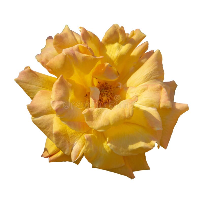 Yellow Rose Flower Isolated on White Background. Blooming Pink Rose ...