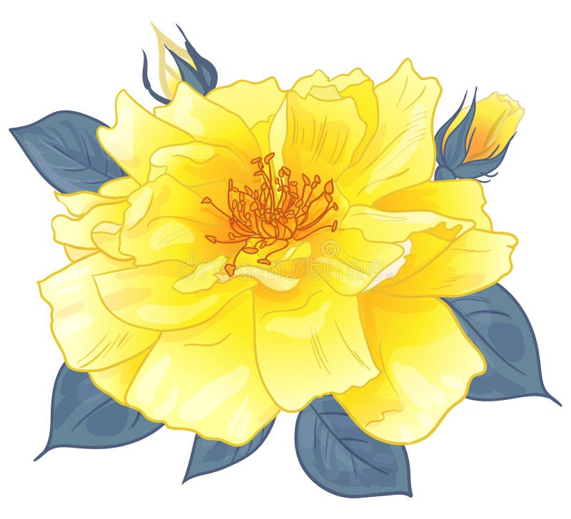 Yellow Rose Flower Isolated on White Stock Vector - Illustration of ...