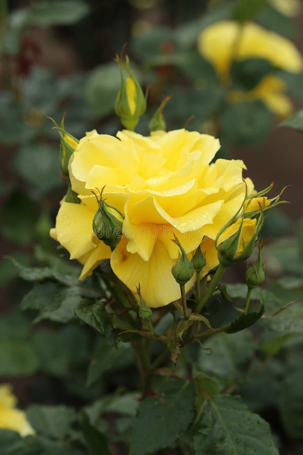 Yellow rose flower plant stock image. Image of aroma - 41256465