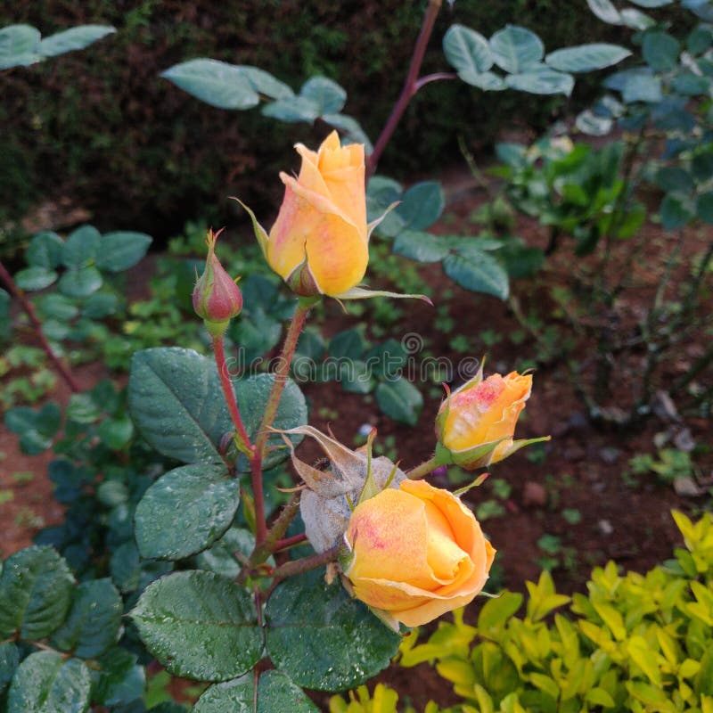 Yellow Rose Flowering from Its Bloom Stock Photo - Image of bloom ...
