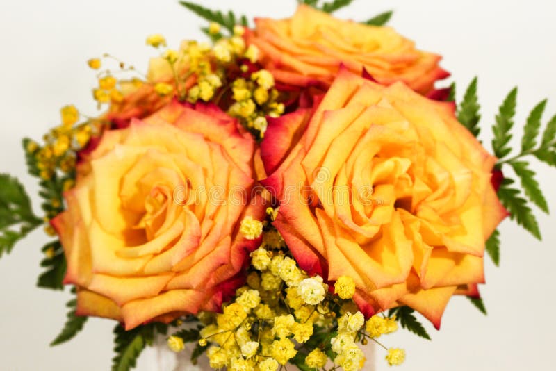 Yellow Rose Flowers Arrangement Isolated on White Stock Image - Image ...