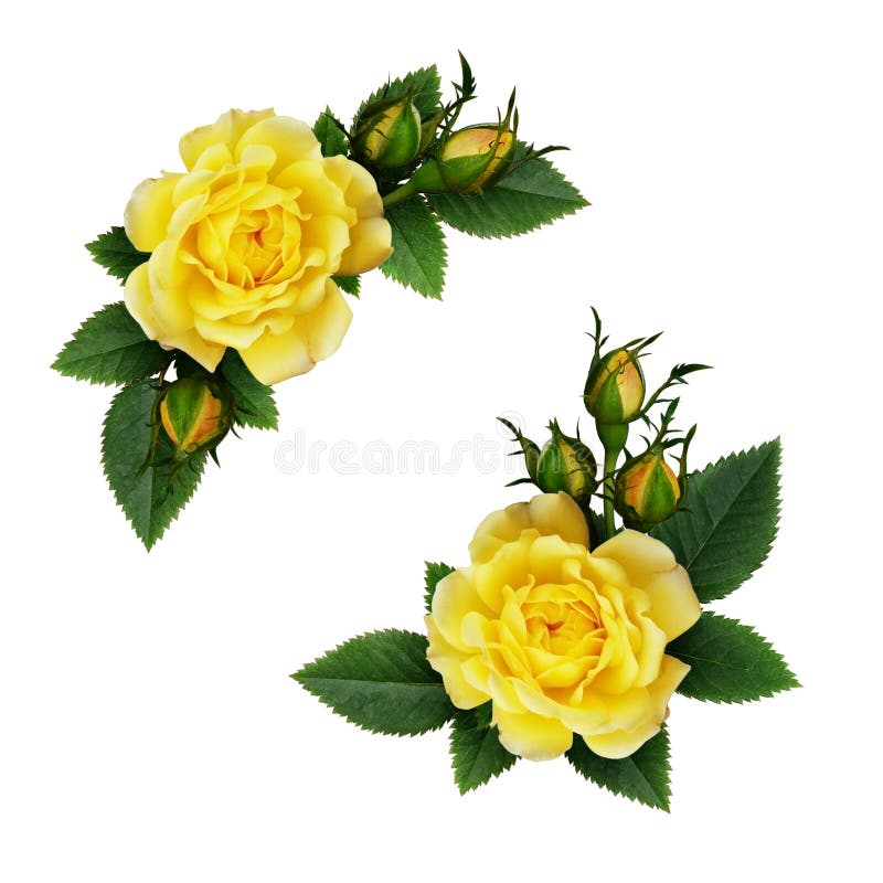 Yellow Rose Flowers Arrangements Stock Image - Image of holiday, love ...