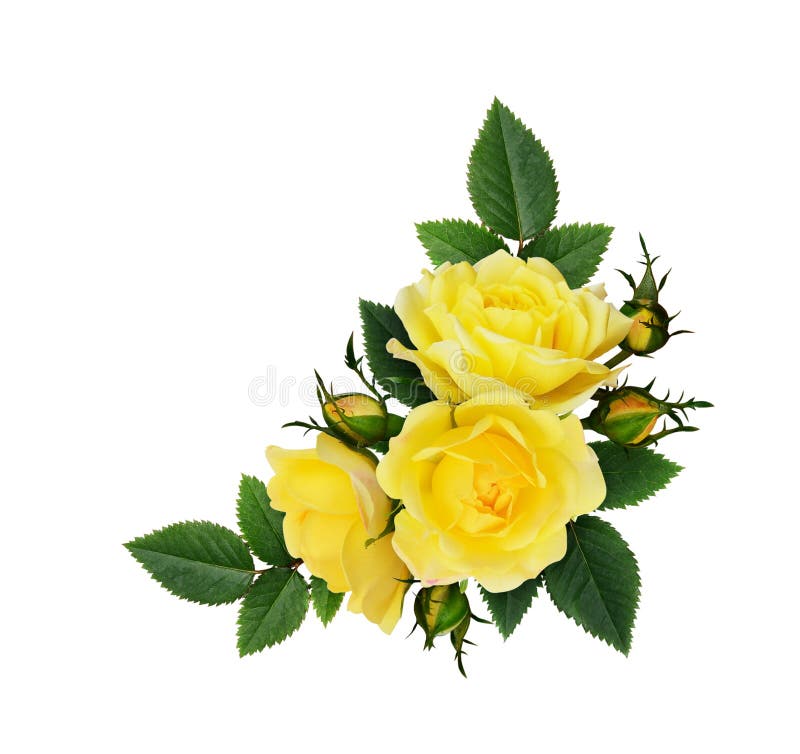 Yellow Rose Flowers in a Corner Composition Isolated on White Stock ...