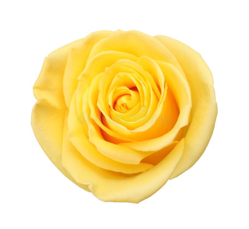 Yellow Rose Flowers Isolated on White Background Stock Photo - Image of ...