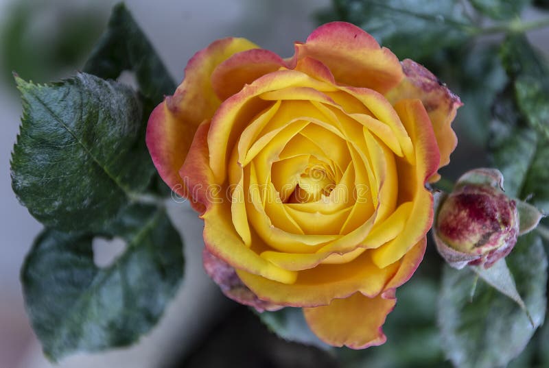 Yellow Rose Flowers with Shaded Red Gradient Stock Photo - Image of ...