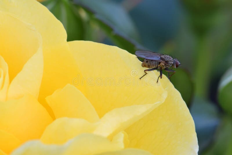 Yellow Rose Fly 01 stock image. Image of rests, natural - 152144831