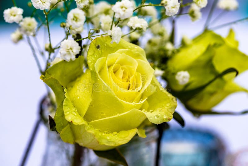 Yellow Rose with Fresh Rain Drops on Petals Stock Photo - Image of ...