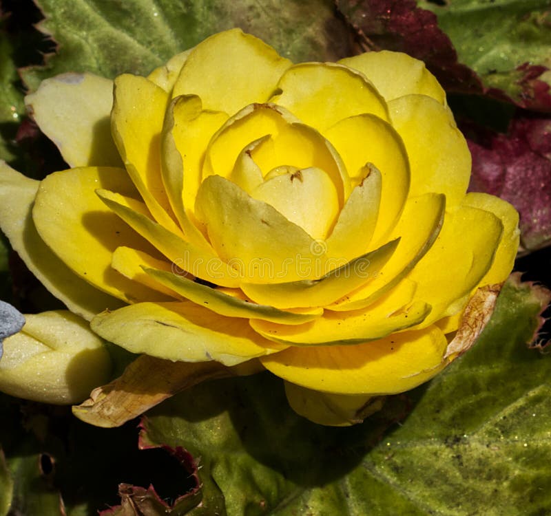 Yellow Rose in Full Bloom Dominating the Frame, Toronto, on, Canada ...