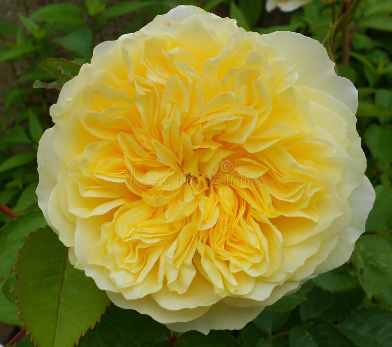 Yellow Rose in full bloom stock photo. Image of rose - 120620734