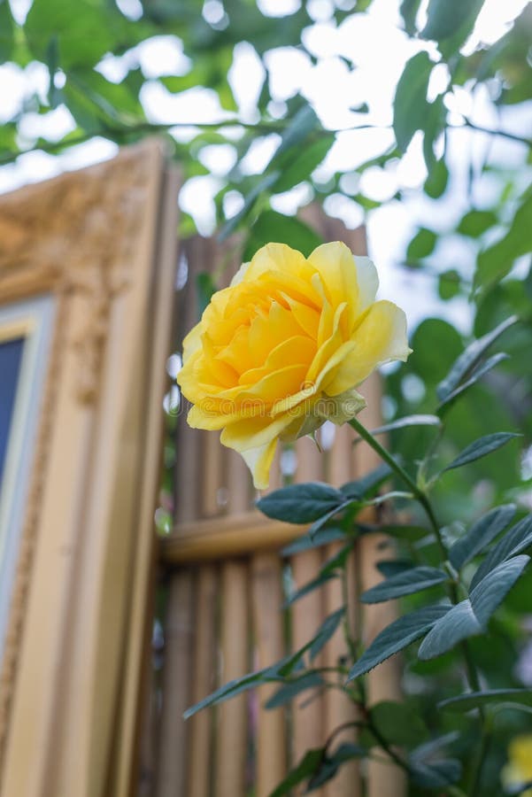 Yellow rose in the garden stock photo. Image of blooming - 107268790
