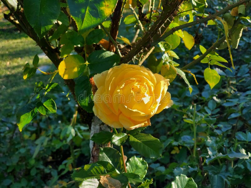 Yellow rose garden stock image. Image of nature, petal - 209635367