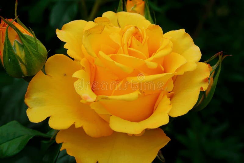 Yellow rose in the garden stock image. Image of orange - 251614183