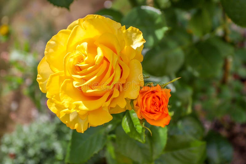 Yellow Rose in the Garden.Rose Stock Photo - Image of color, floral ...