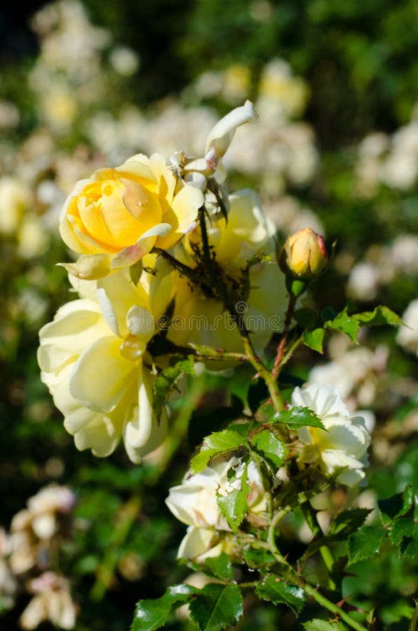 Yellow rose stock photo. Image of rose, green, roses - 52446842