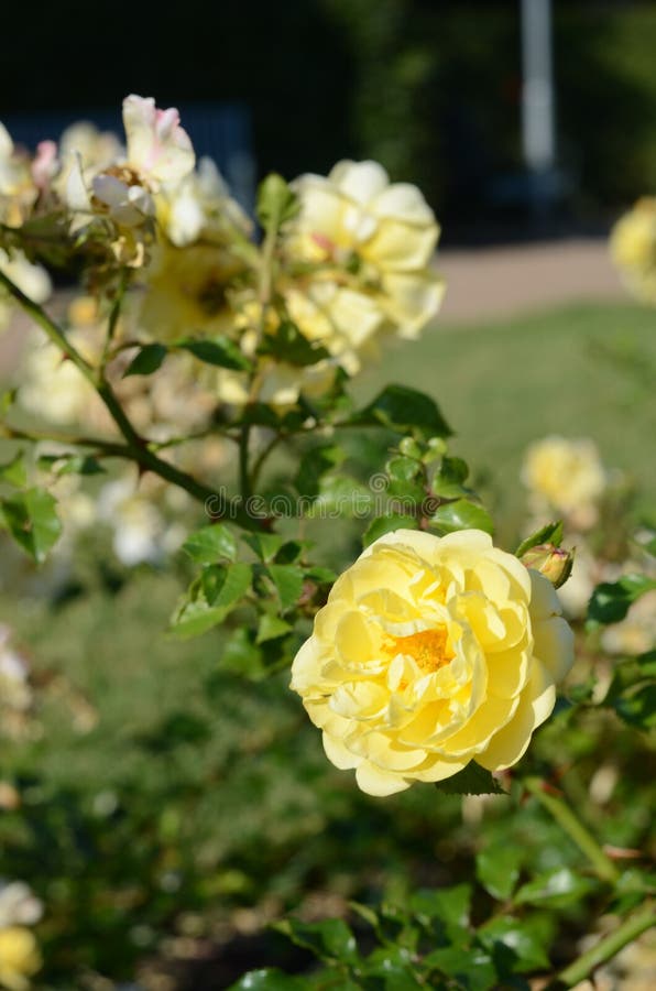 Yellow rose stock image. Image of bloom, garden, leaves - 54862561