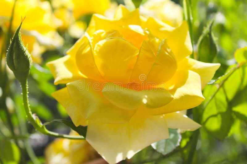 Yellow rose in garden stock photo. Image of botanical - 73782962