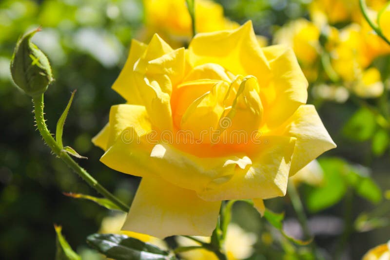Yellow rose in garden stock image. Image of color, bloom - 80326853