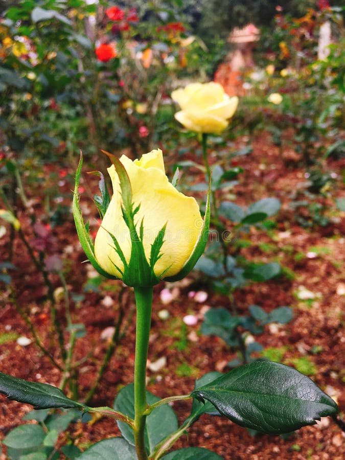 Yellow rose in the garden stock image. Image of flora - 88104573