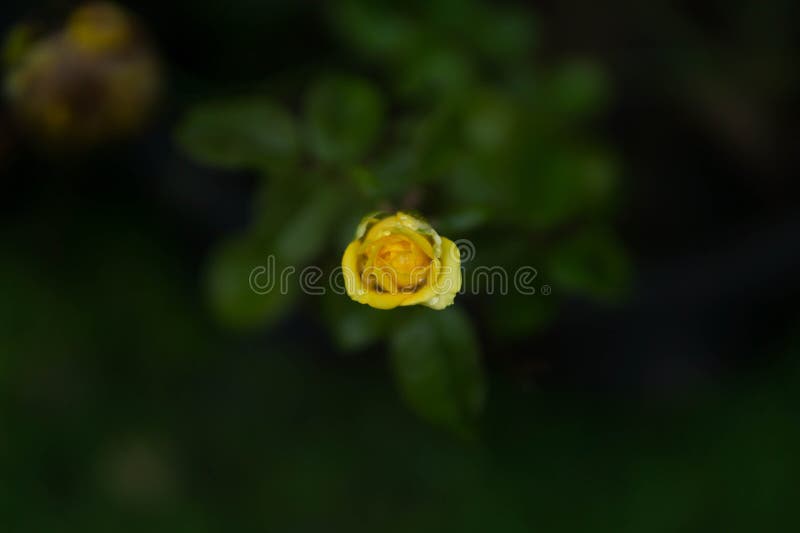 Yellow Rose in the Garden with Bokeh Background Stock Image - Image of ...
