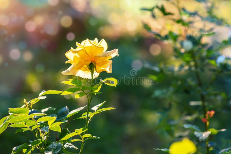 Yellow rose in the garden stock photo. Image of branch - 353968472
