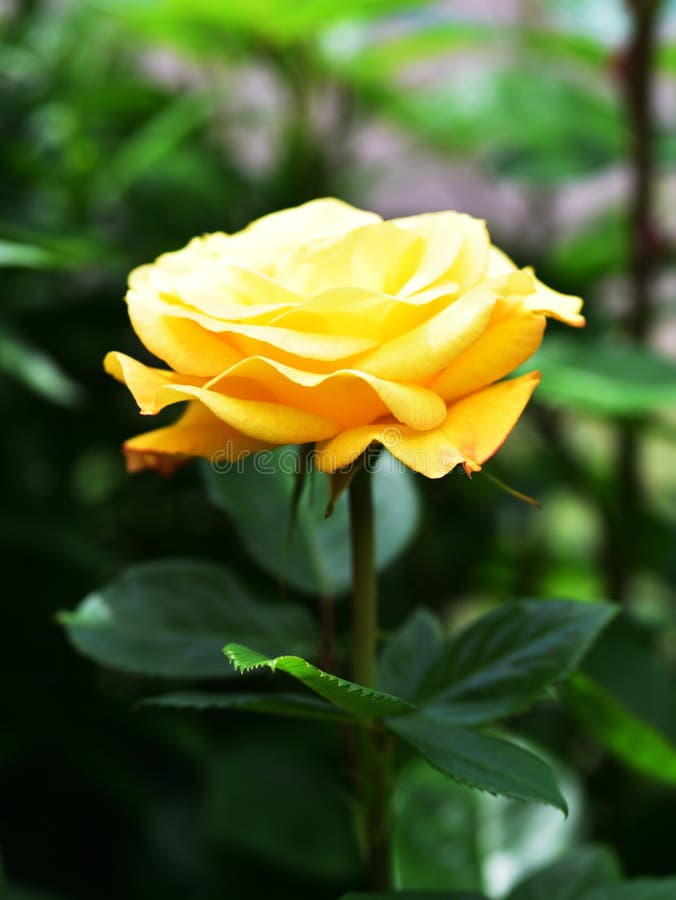 Yellow rose in the garden stock image. Image of woody - 130898447