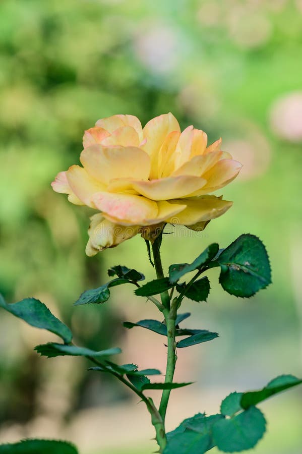 Yellow rose in the garden stock photo. Image of fresh - 210323036