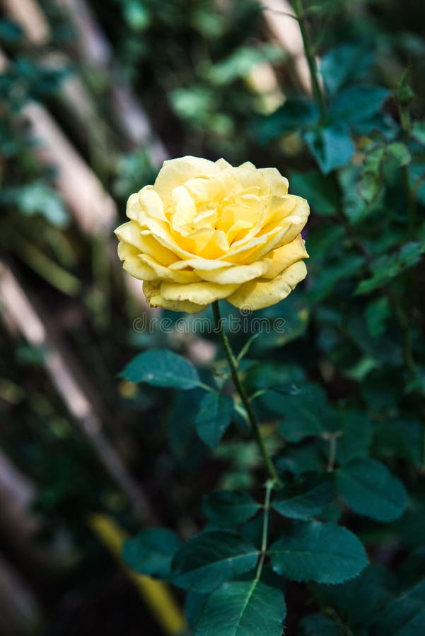 Yellow rose in the garden stock photo. Image of blossom - 251741778