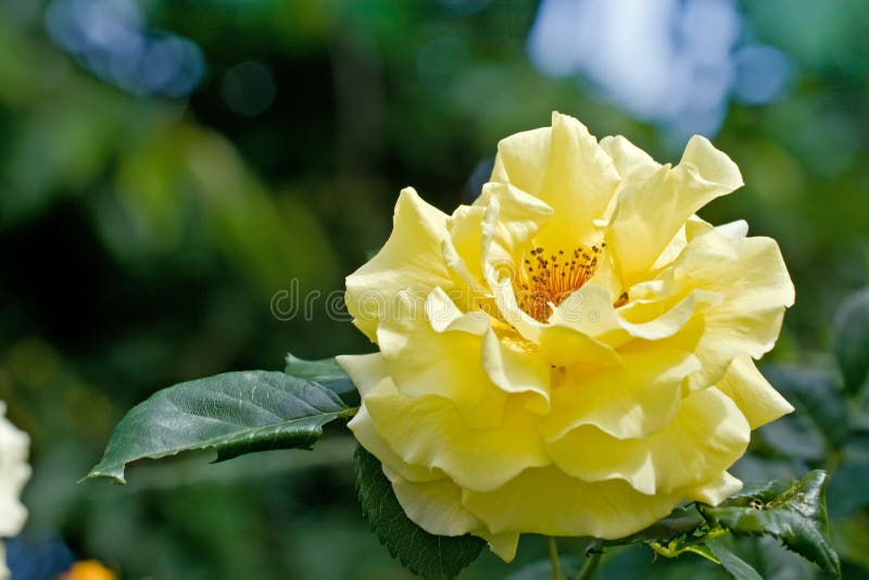 Yellow Rose among Green Foliage on a Sunny Day Stock Photo - Image of ...