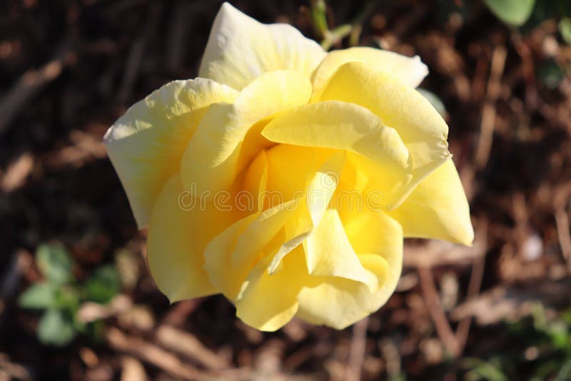 Yellow rose close up 3 stock image. Image of flowers - 181233115