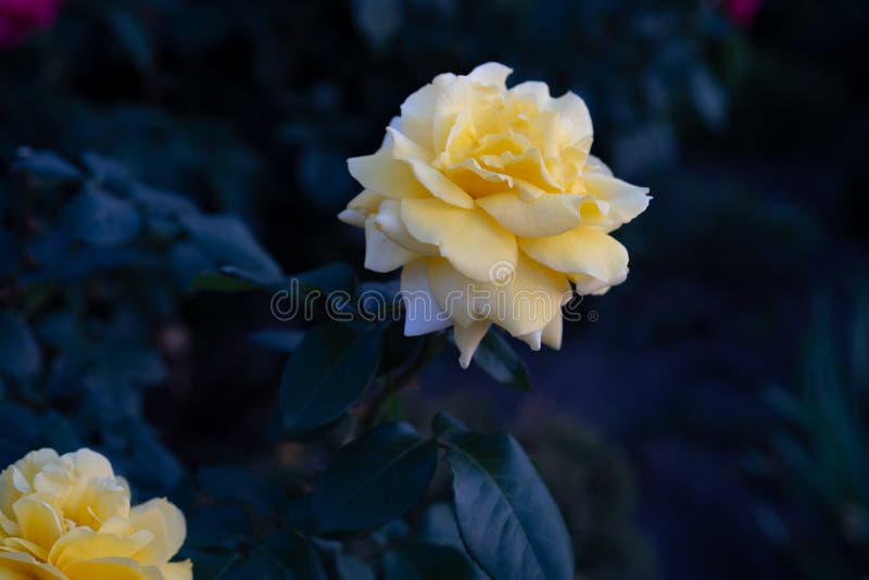 Yellow Rose Growing in the Garden Stock Image - Image of foliage, flora ...