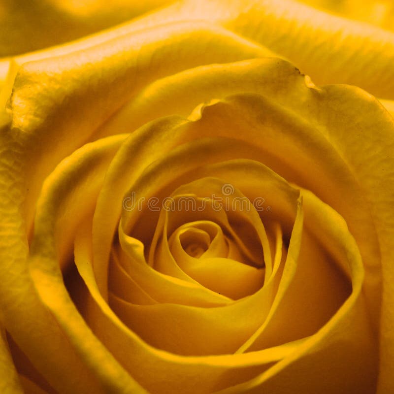 Yellow rose stock image. Image of anniversary, flora - 82156281