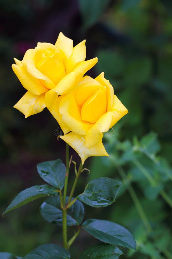 Yellow Rose stock image. Image of gardens, rose, life - 39500517