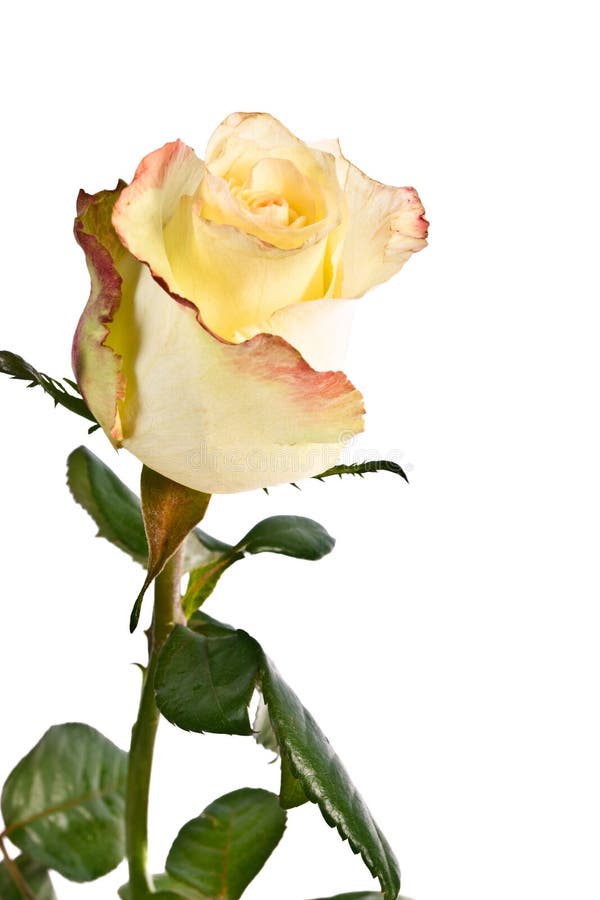 A Single Long Stemmed Yellow Rose on White Background. Stands for Joy ...