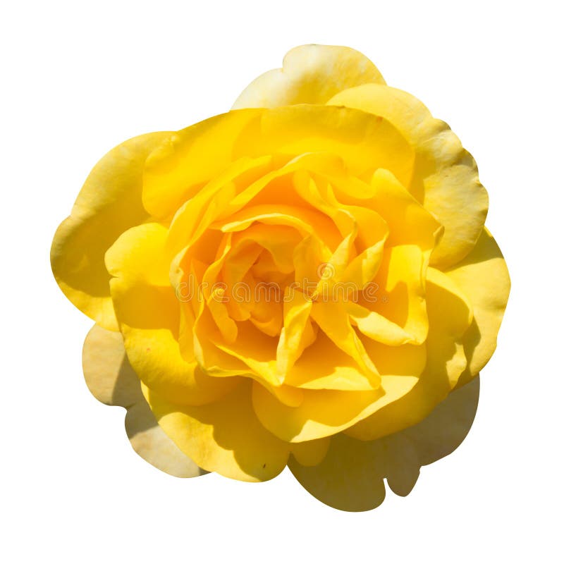 Single Yellow Rose White Background Stock Images - Download 7,062 ...