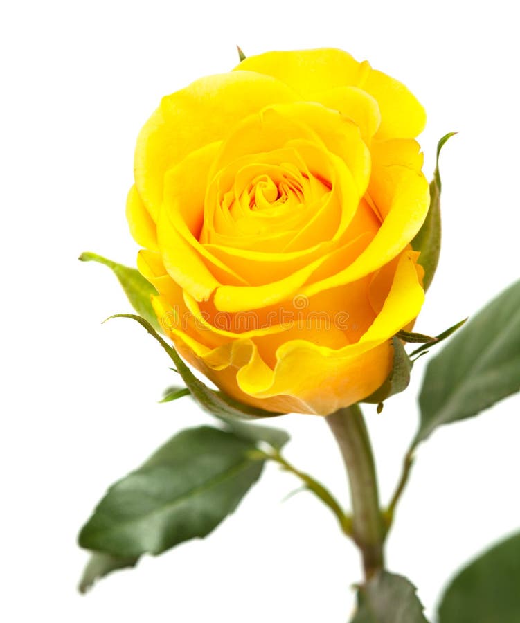 Single yellow rose stock photo. Image of branch, petals - 16438376