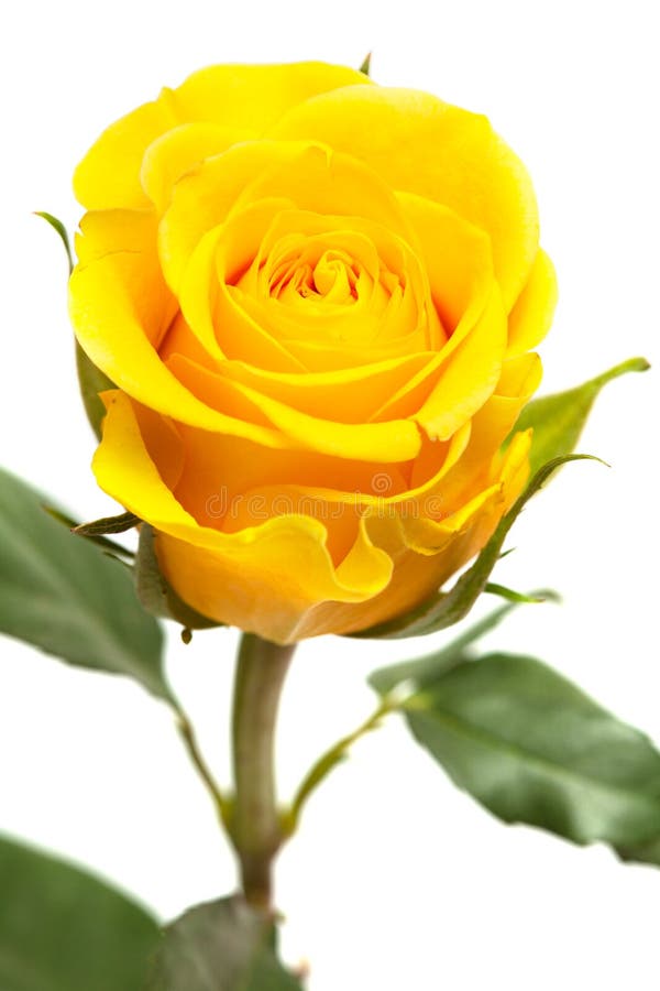 Single yellow rose stock photo. Image of branch, petals - 16438376
