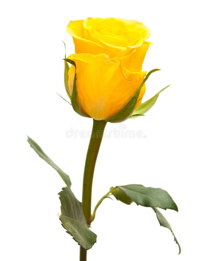 Single yellow rose stock photo. Image of branch, petals - 16438376