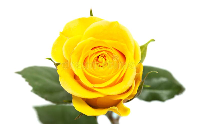 Single yellow rose stock photo. Image of branch, petals - 16438376