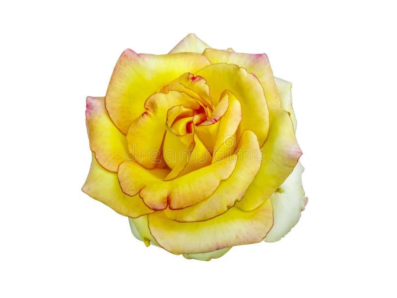 Yellow Rose Isolated on White Background Stock Image - Image of garden ...