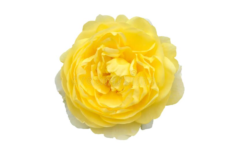 Yellow Rose Isolated on White Background - Image Stock Photo - Image of ...
