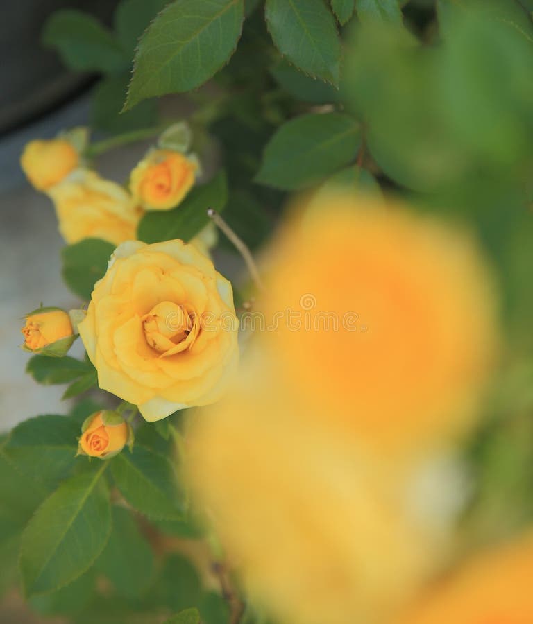 Yellow rose stock photo. Image of julia, fragrance, bloom - 98106382