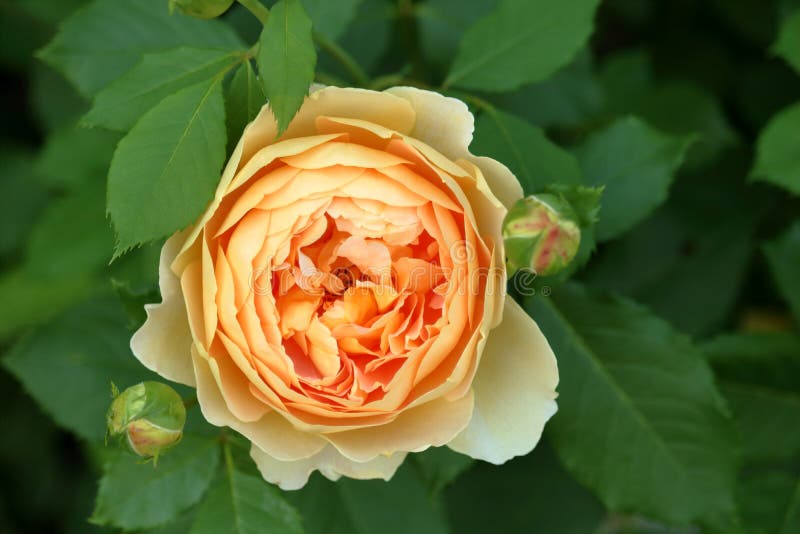 Yellow Rose stock image. Image of english, petals, fragrant - 73587357