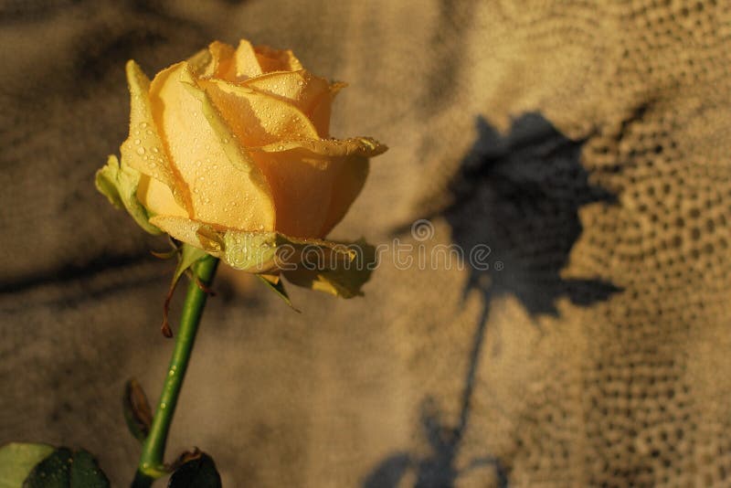 A Rose Trampled on the Ground Stock Photo - Image of resurrection ...