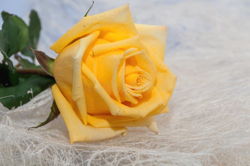 Yellow Rose Light Background Stock Photo - Image of decorative, light ...
