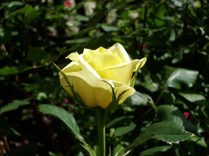 Yellow rose stock image. Image of sunny, garden, decoration - 76011673